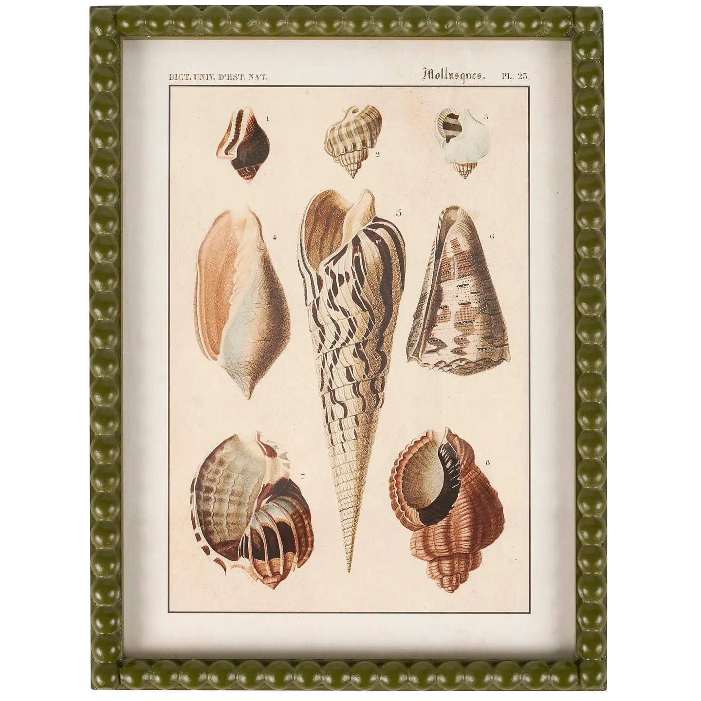Conch Study Framed Wall Art – The Ivory Palm
